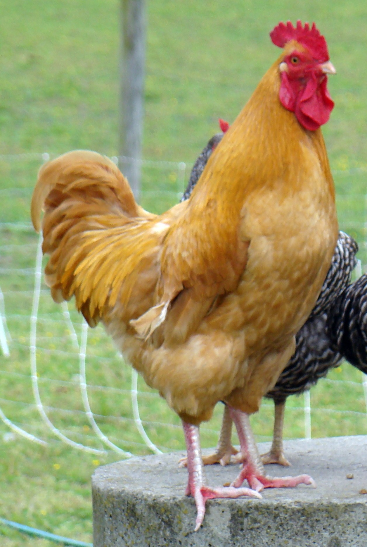 The Rooster » Walking in High Cotton