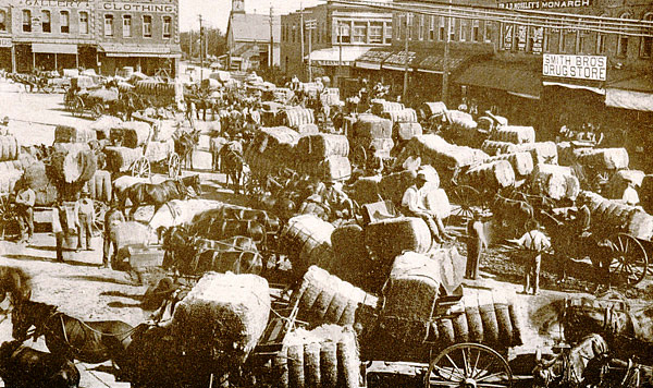 Cotton Days are Here » Walking in High Cotton
