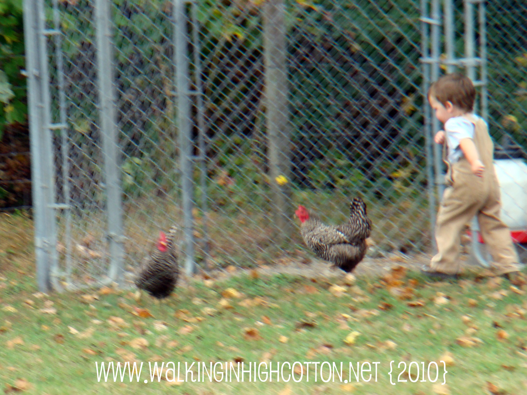 Bad Habits » Walking in High Cotton