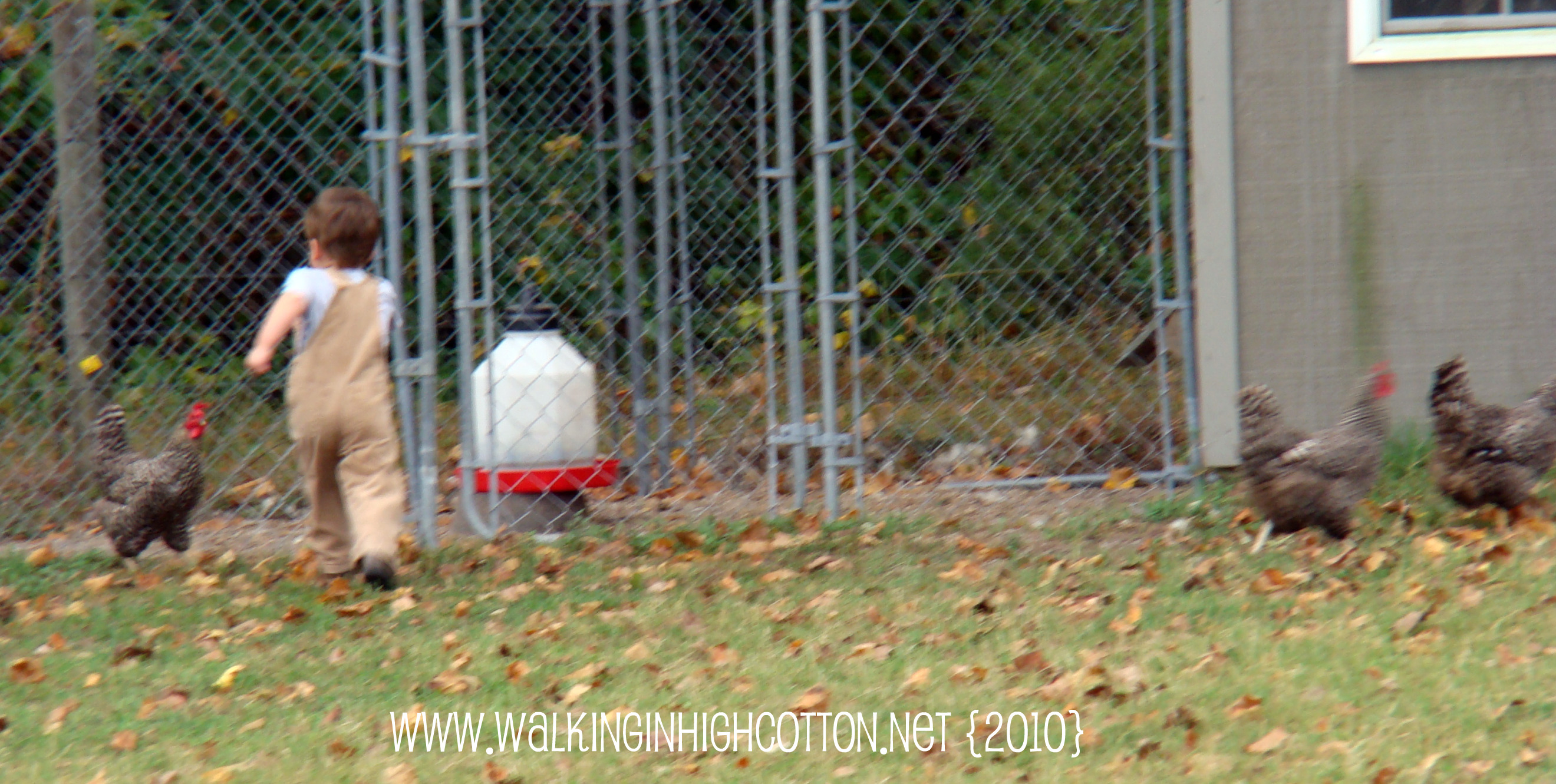 Bad Habits » Walking in High Cotton