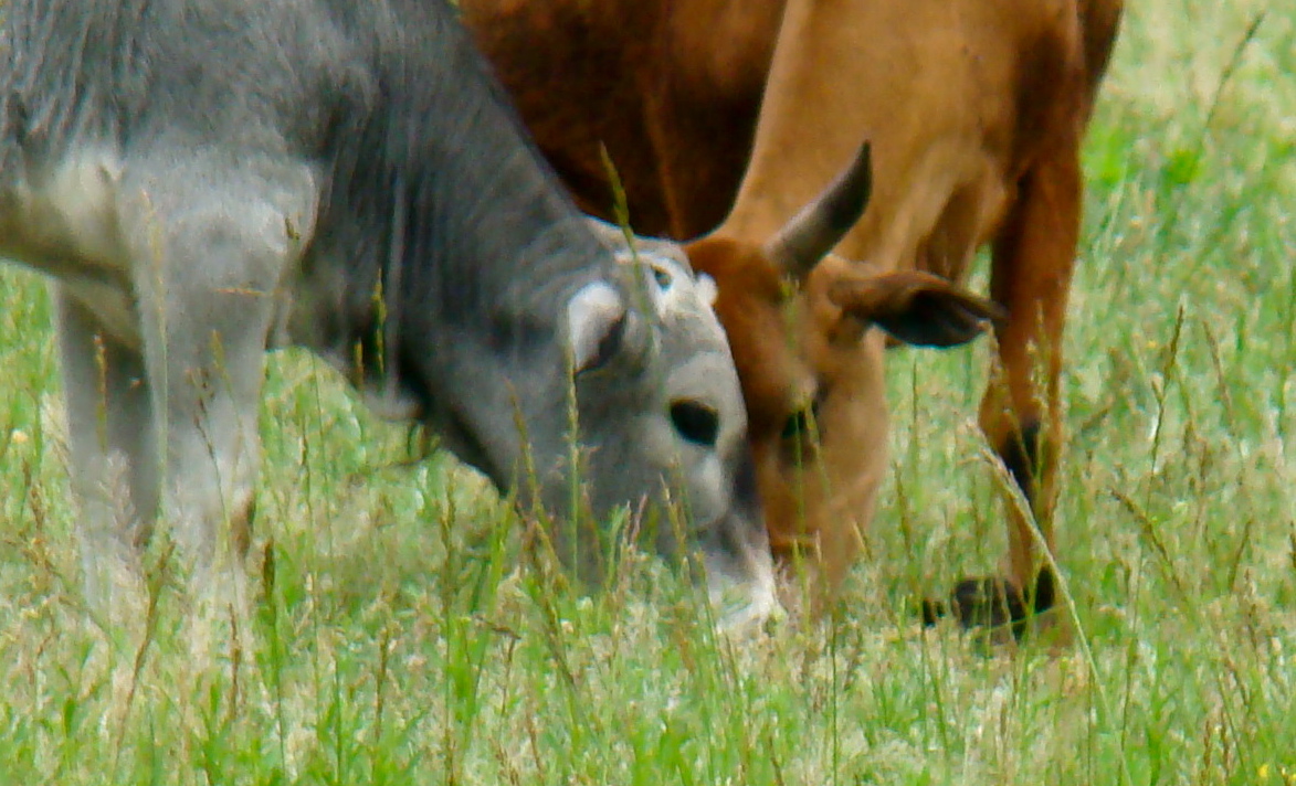 Rotating Animals » Walking in High Cotton