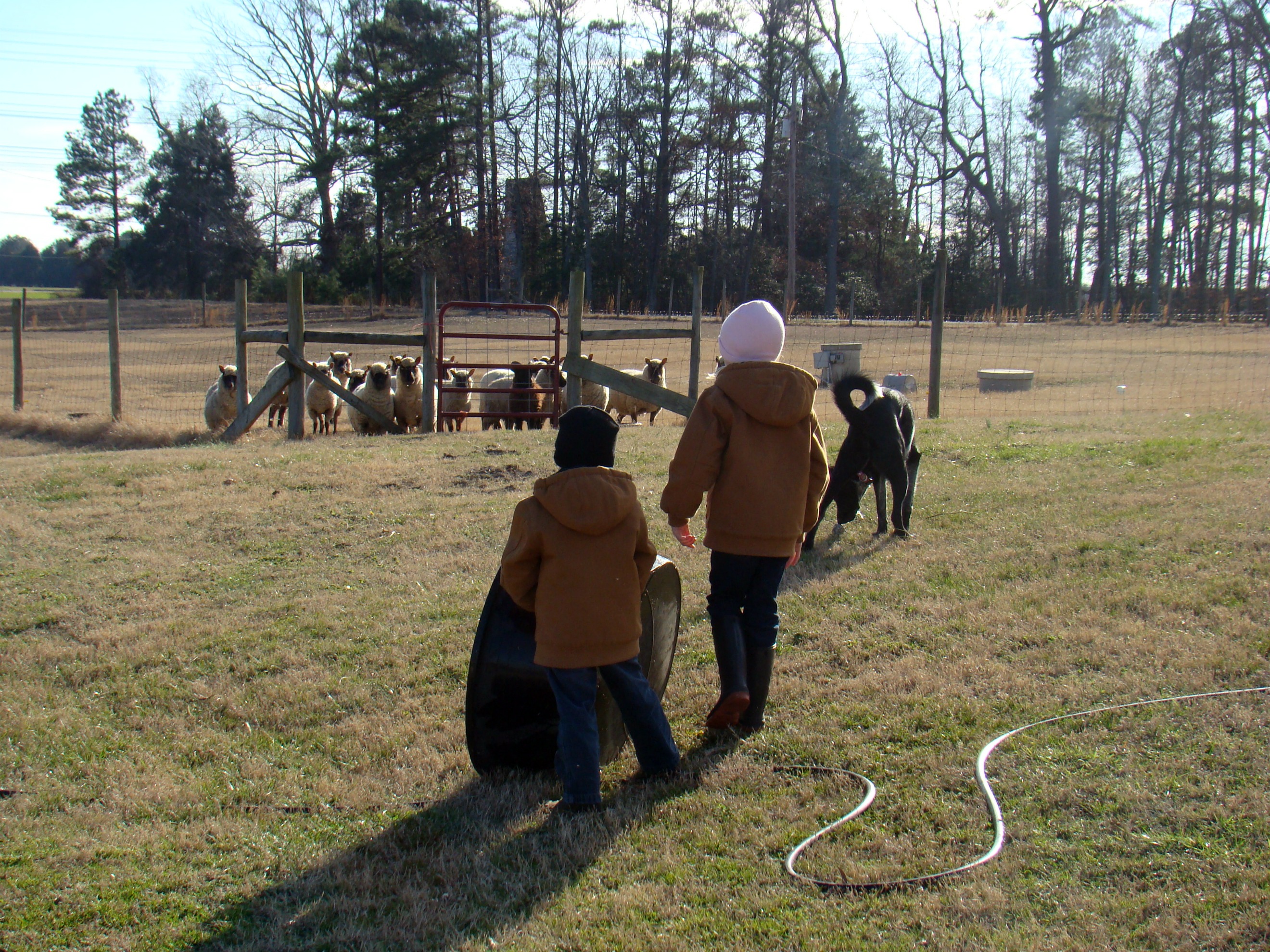 Lessons in Chores » Walking in High Cotton