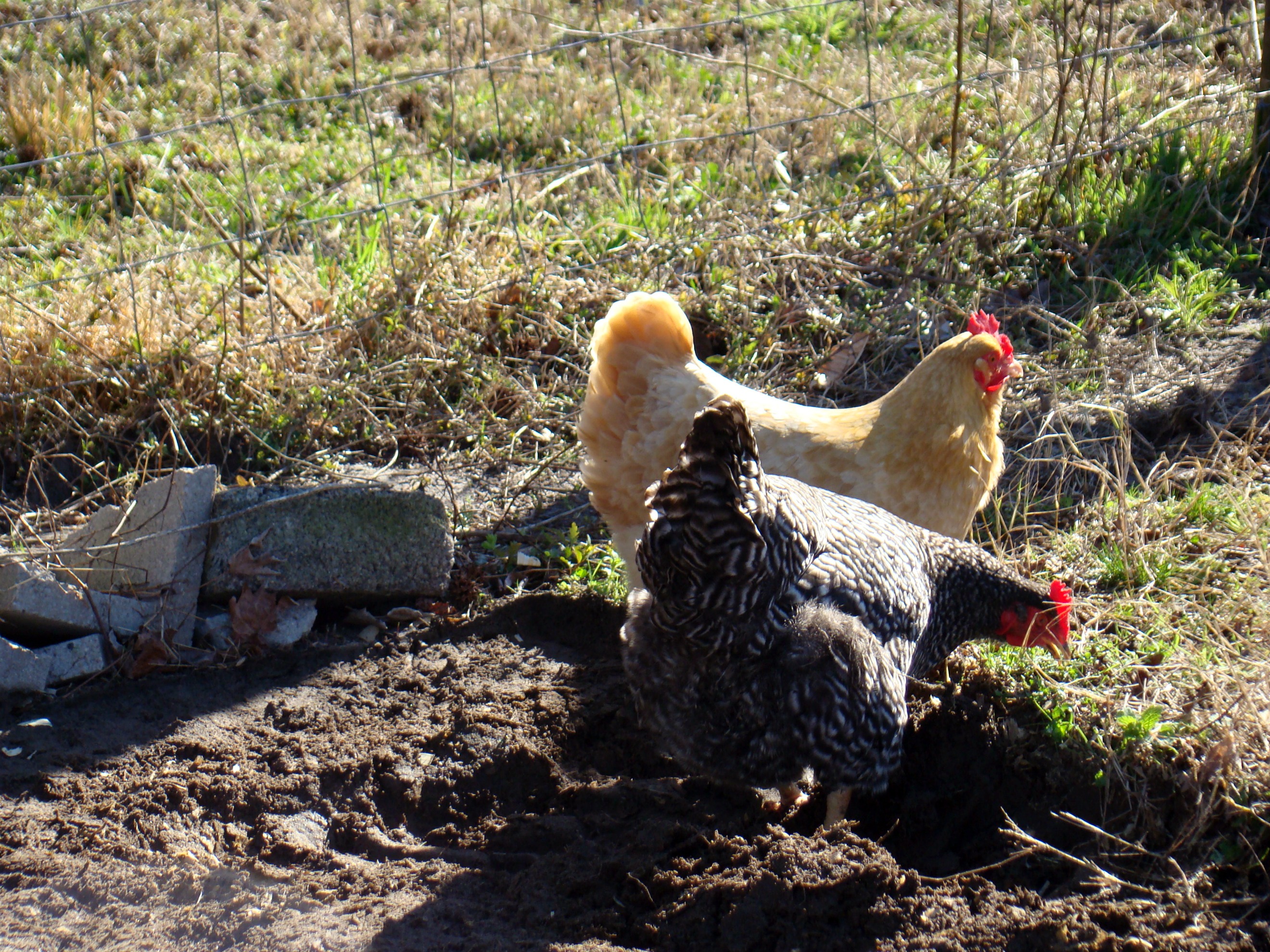 Chicken Coops and Sheep Hooves » Walking in High Cotton