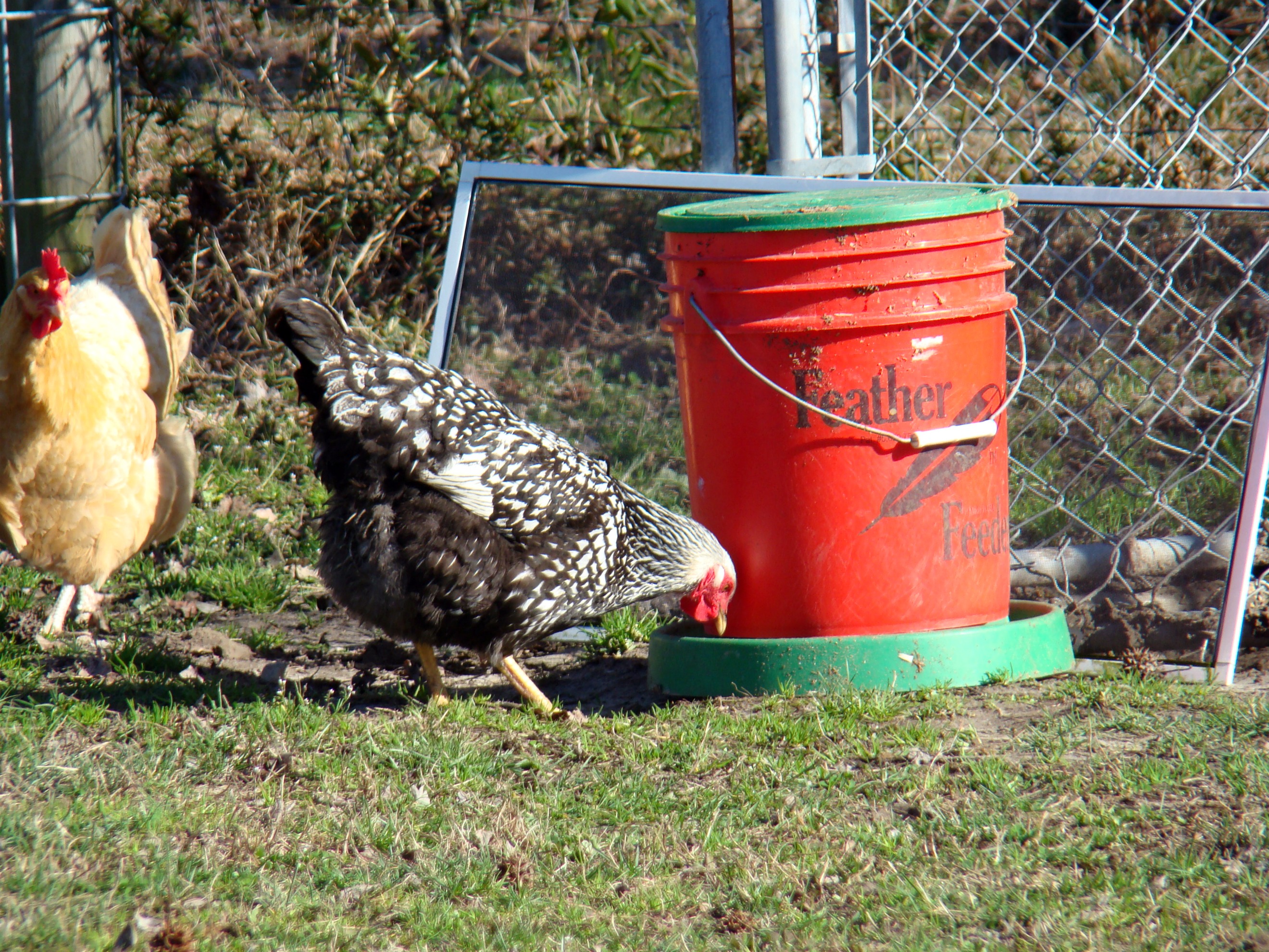 Chicken Coops and Sheep Hooves » Walking in High Cotton