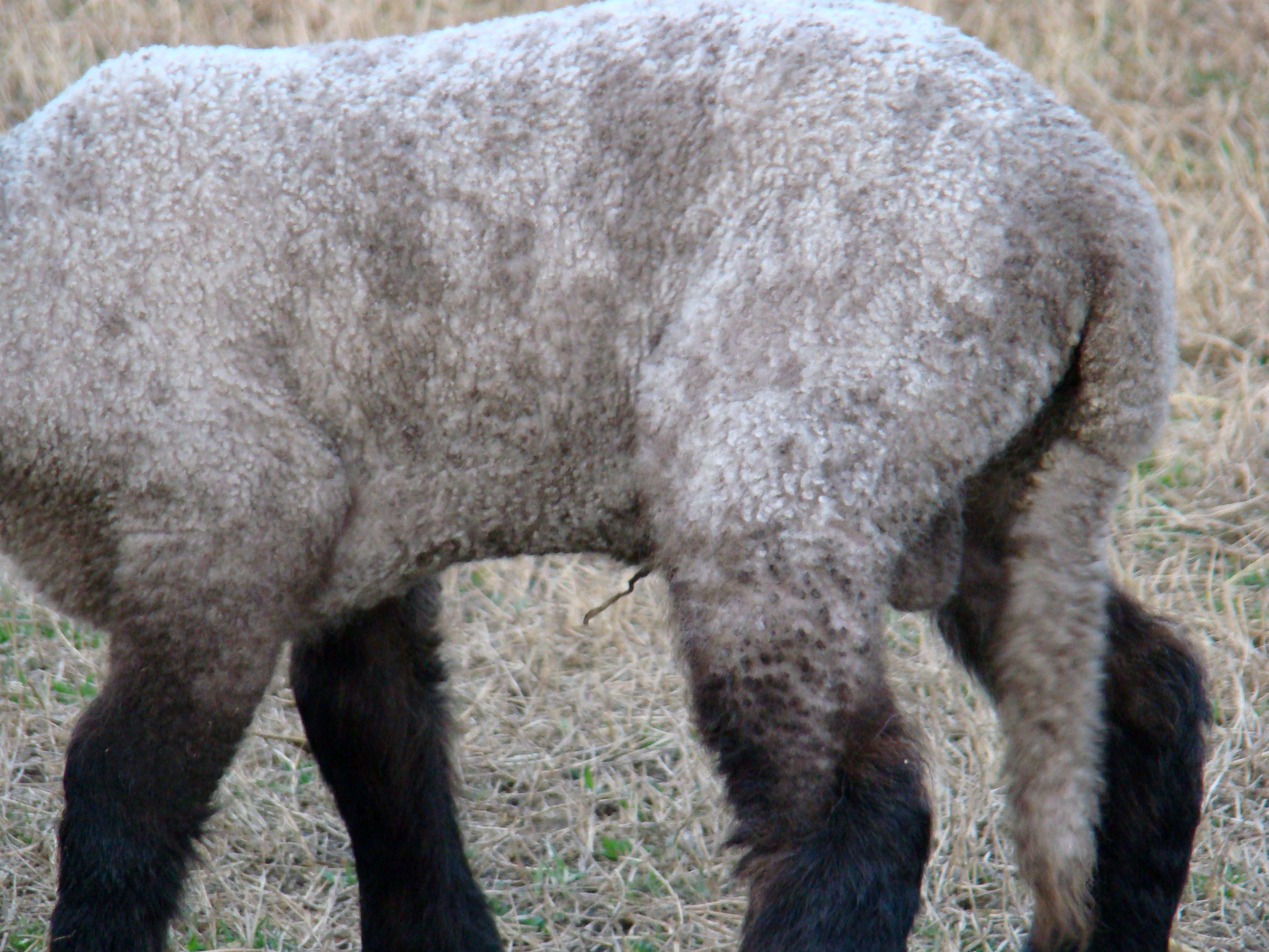 Docking Lamb Tails » Walking in High Cotton
