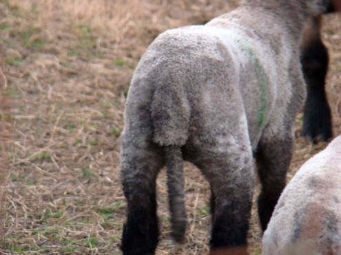 Docking Lamb Tails » Walking in High Cotton