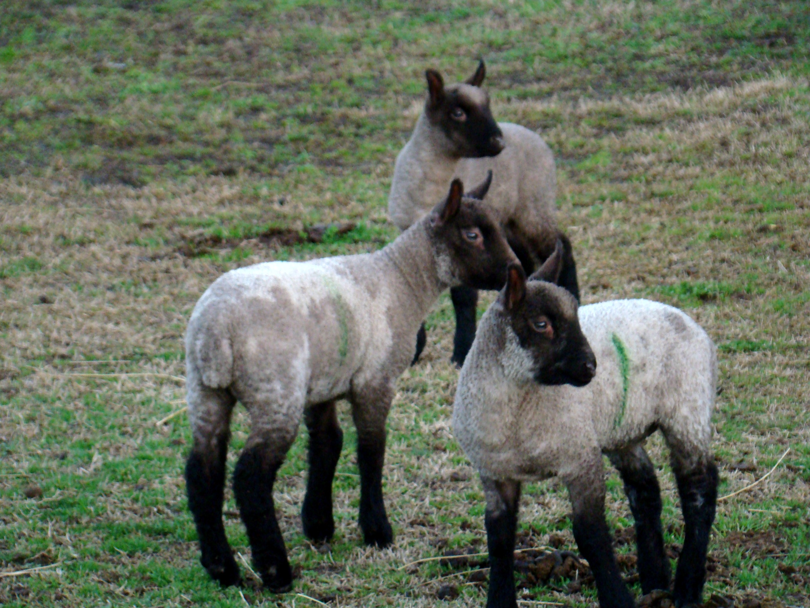 Docking Lamb Tails » Walking in High Cotton