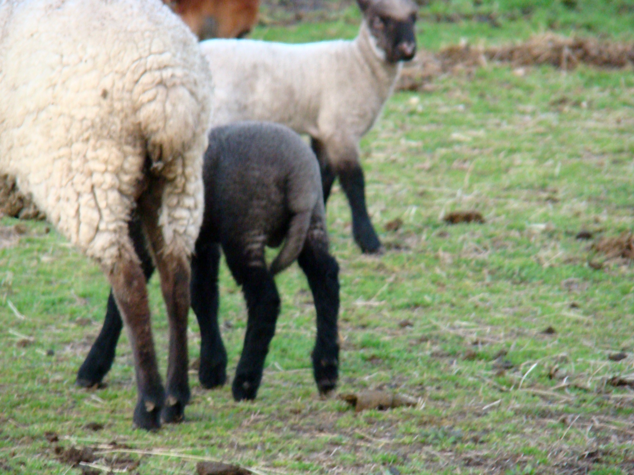 Docking Lamb Tails » Walking in High Cotton
