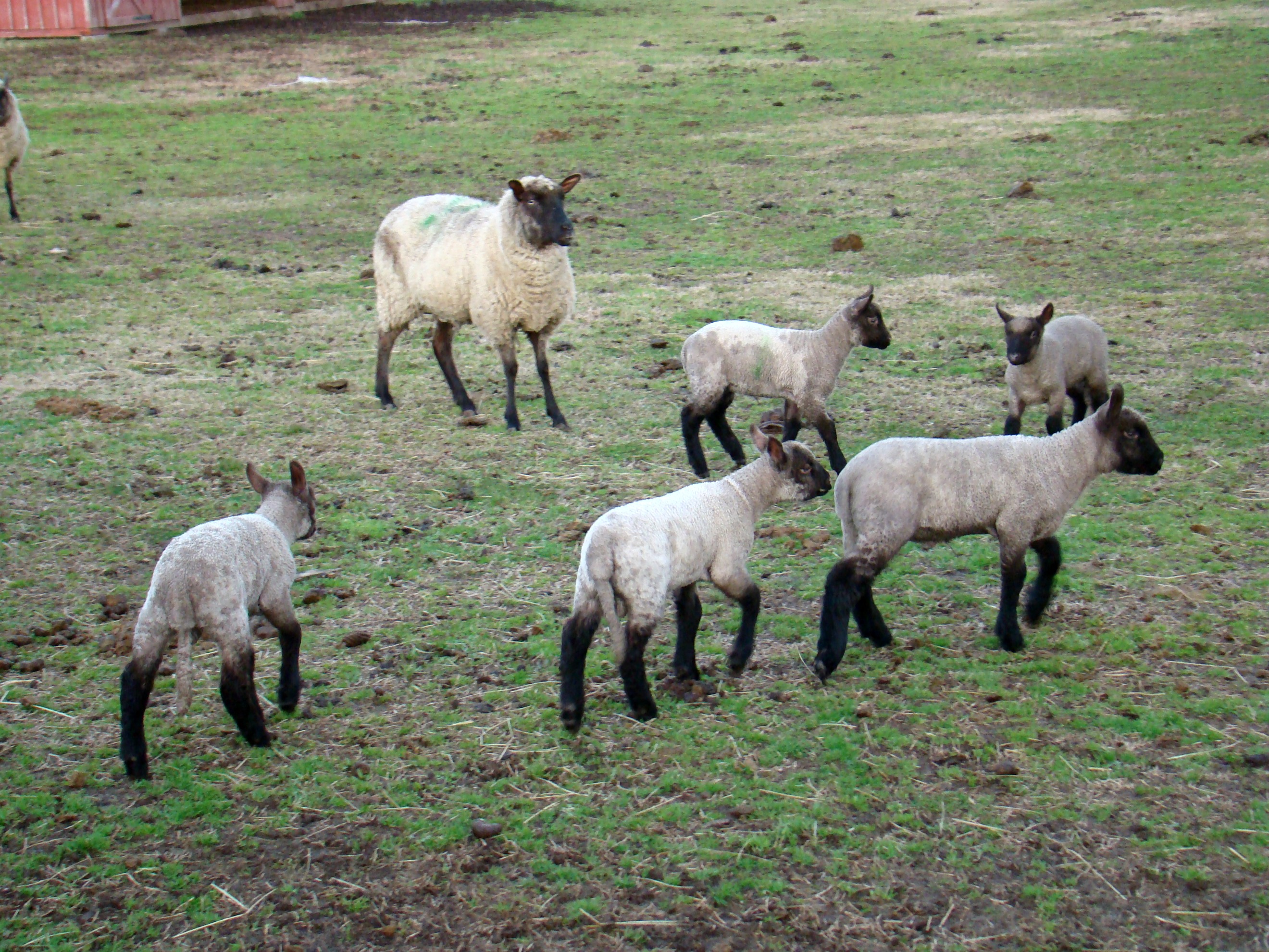 Docking Lamb Tails » Walking in High Cotton