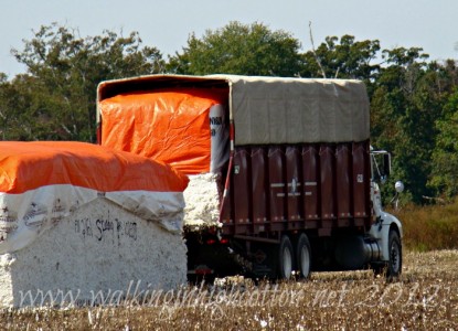 Picking Cotton and Loading Bales » Walking in High Cotton