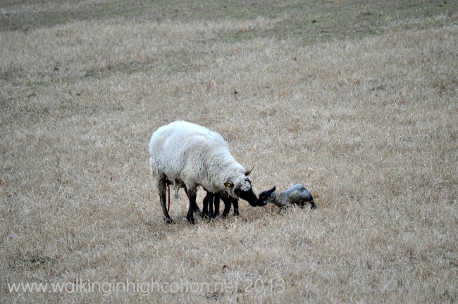 Lambing Season is the First Sign of Spring on the Farm » Walking in ...