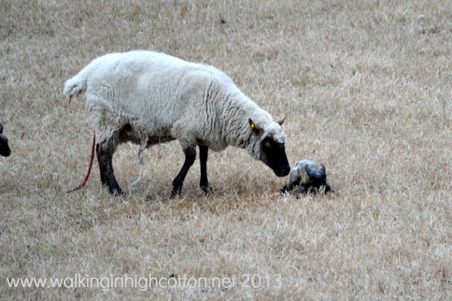 Lambing Season is the First Sign of Spring on the Farm » Walking in ...