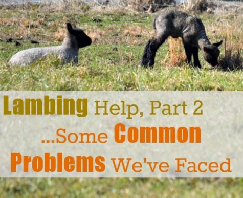 Lambing Help Part 2...Common Problems {Hard Labor} » Walking in High Cotton