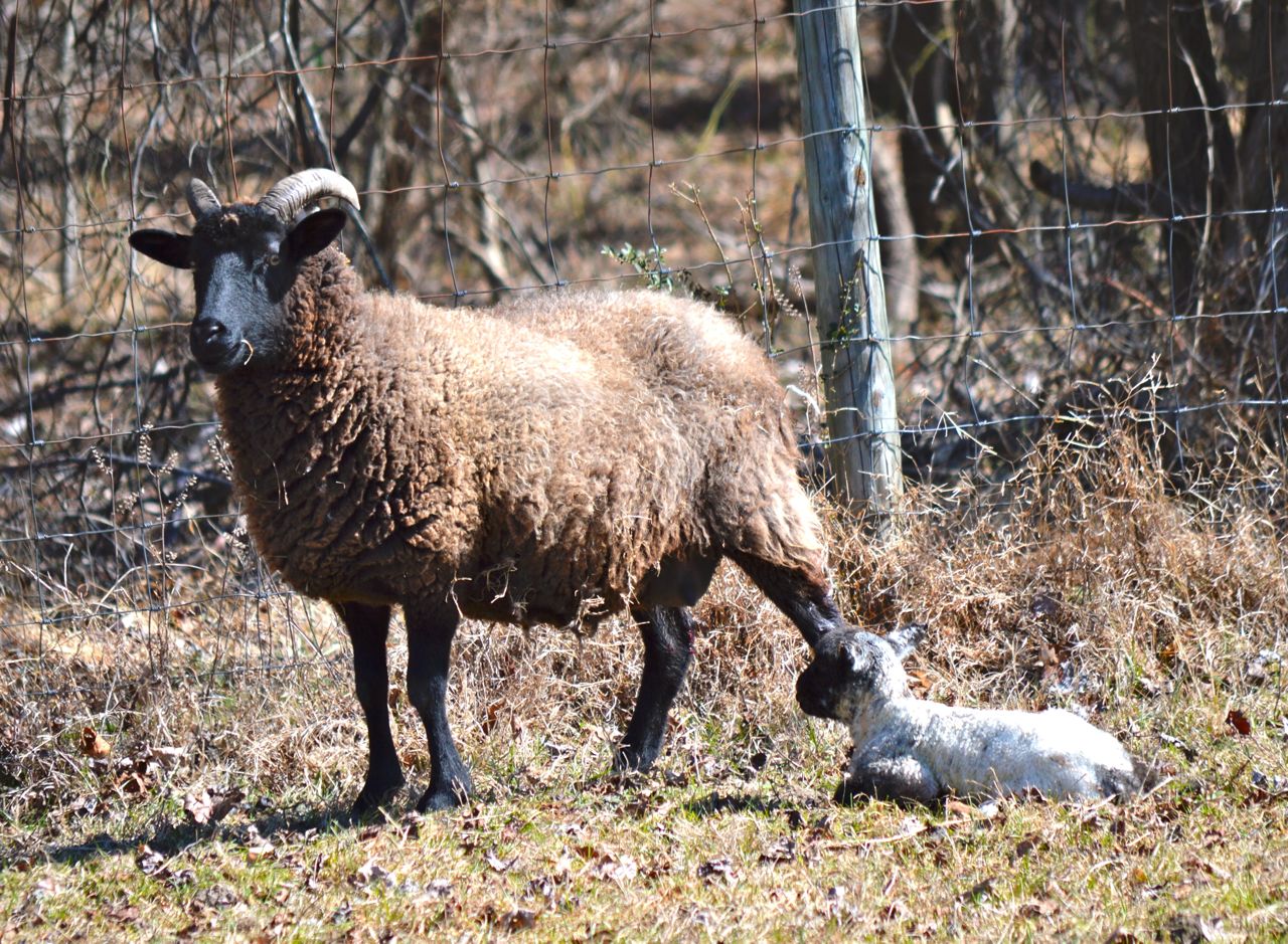 Lambing Help, Part 2...Common Problems {Pulling a Lamb} » Walking in ...