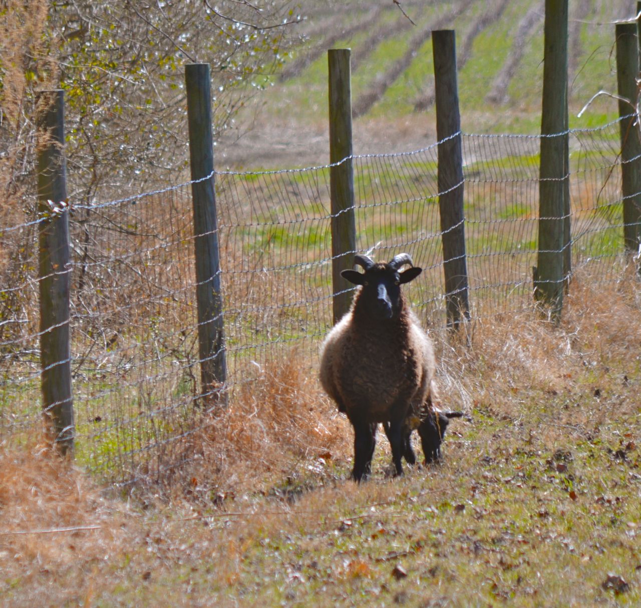 Lambing Help, Part 2...Common Problems {Pulling a Lamb} » Walking in ...