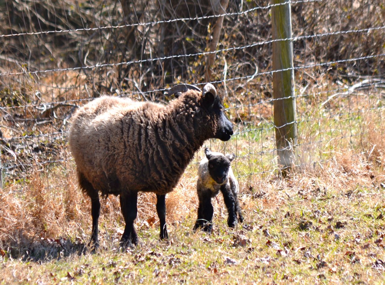 Lambing Help, Part 2...Common Problems {Pulling a Lamb} » Walking in ...
