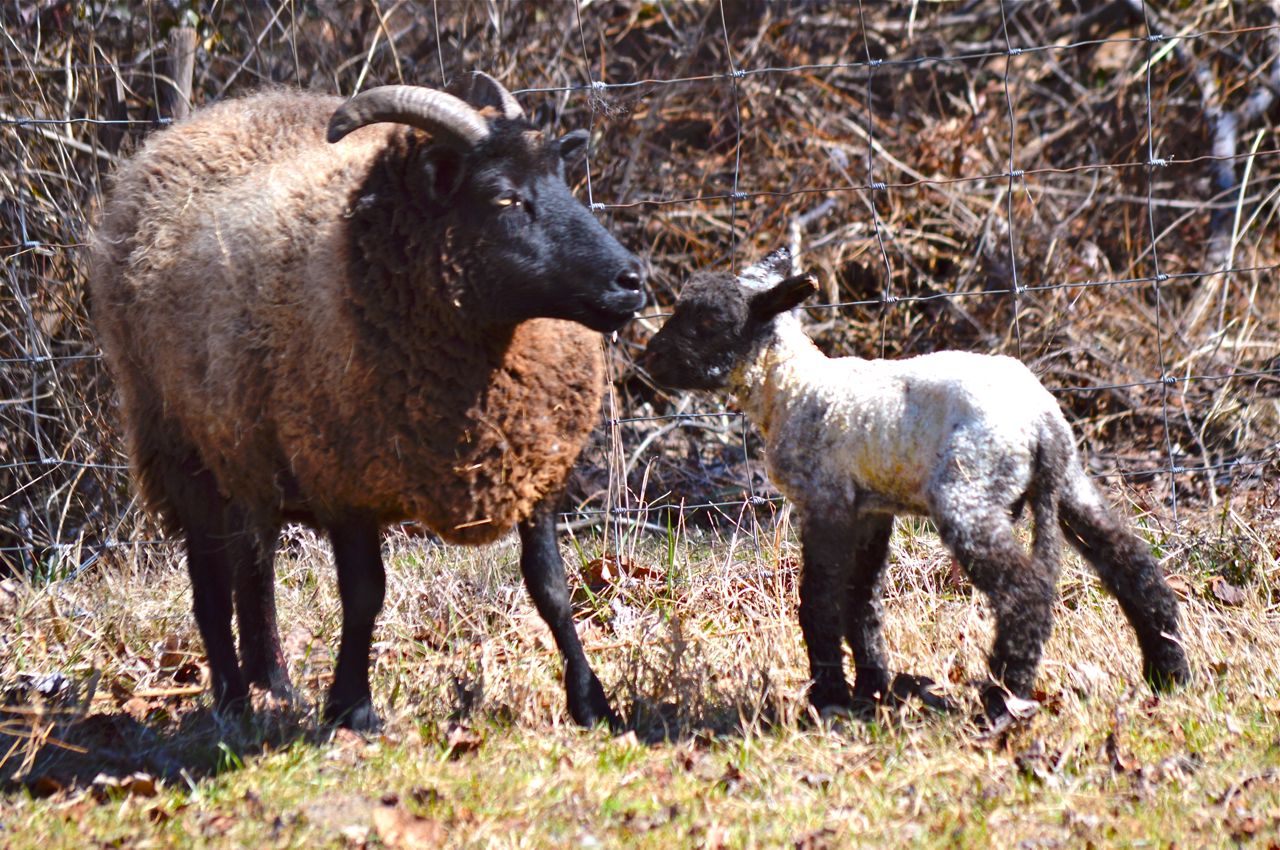 Lambing Help, Part 2...Common Problems {Pulling a Lamb} » Walking in ...
