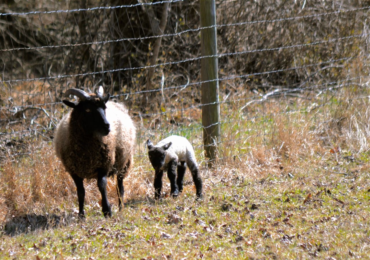 Lambing Help, Part 2...Common Problems {Pulling a Lamb} » Walking in ...