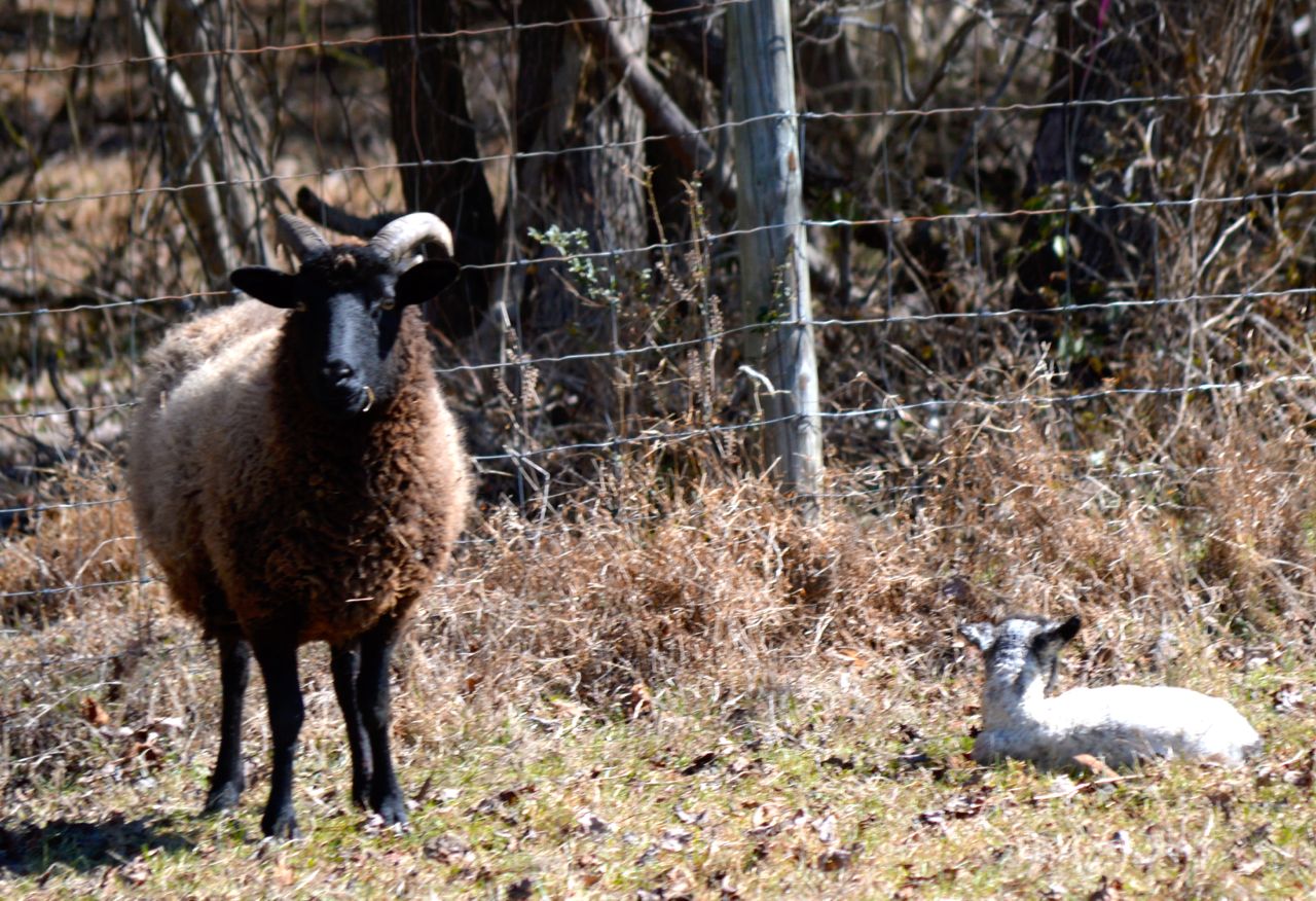 Lambing Help, Part 2...Common Problems {Pulling a Lamb} » Walking in ...