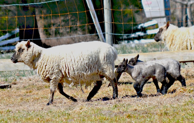 Lambing Help, Part 2...Common Problems {Weak Lambs} » Walking in High ...