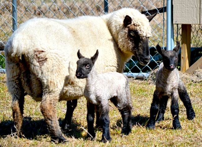 Lambing Help, Part 2...Common Problems {Weak Lambs} » Walking in High ...