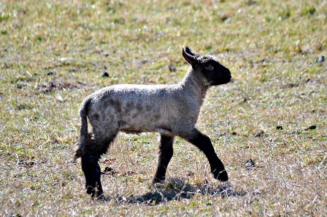 Lamb White Muscle Disease Sheep Diseases – The Farmers' Guide (4th
