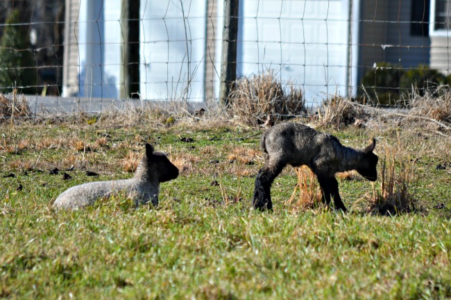 Lambing Help, Part 2...Common Problems {Weak Lambs} » Walking in High ...