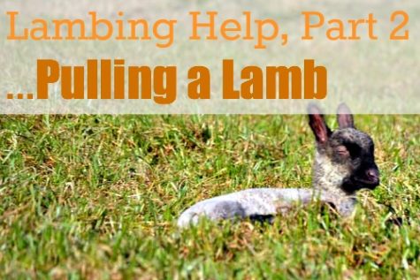 Lambing Help, Part 2...Common Problems {Pulling a Lamb} » Walking in ...