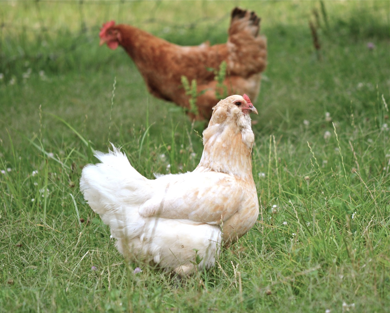 5 Basic Chicken Supplies...the Daily Farm Adventures {59} » Walking in ...