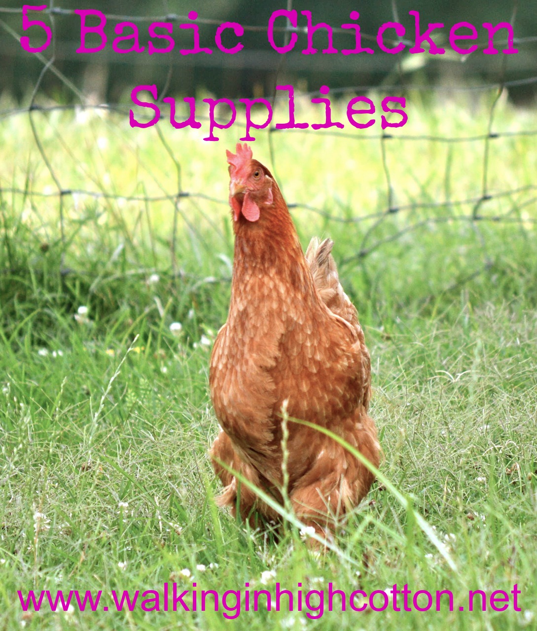 5 Basic Chicken Supplies...the Daily Farm Adventures {59} » Walking in ...