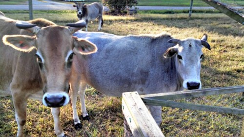Organizing Direct-Market Lamb Sales...the Daily Farm Adventures {72 ...
