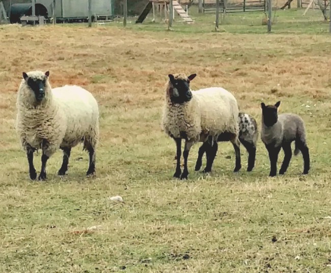The Lambs Are Growing » Walking in High Cotton
