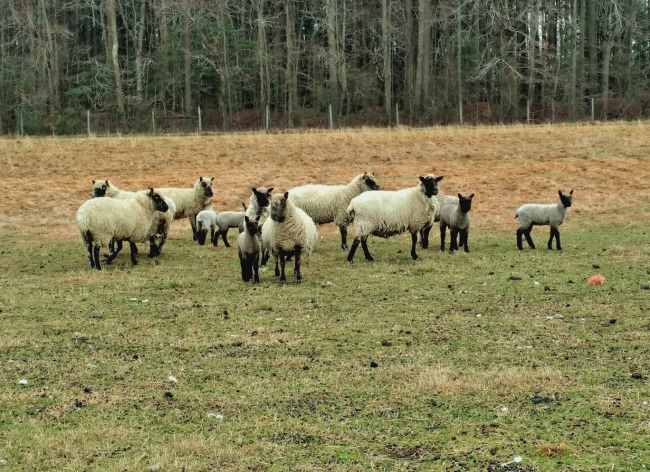 The Lambs Are Growing » Walking in High Cotton