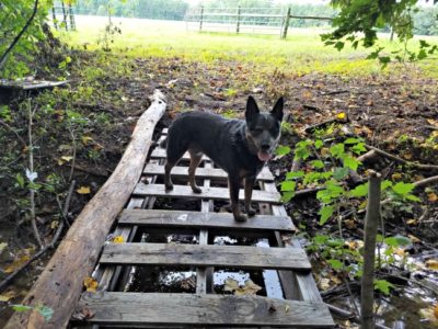 How To Use Pallets as Small Bridges on the Homestead » Walking in High ...