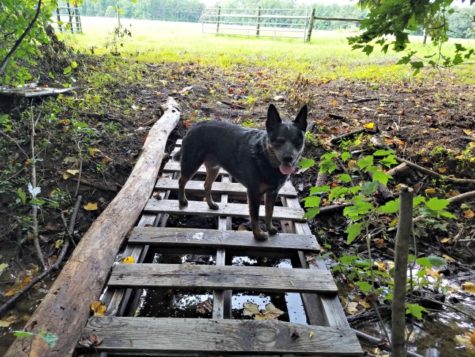 How To Use Pallets as Small Bridges on the Homestead » Walking in High ...